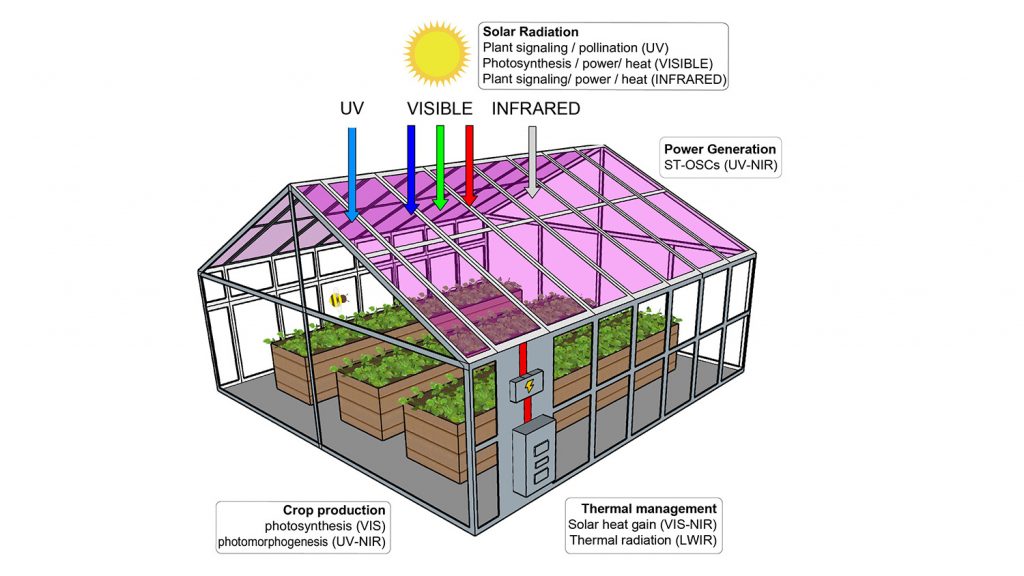 Greenhouses can grow lettuce and generate solar power: study ...